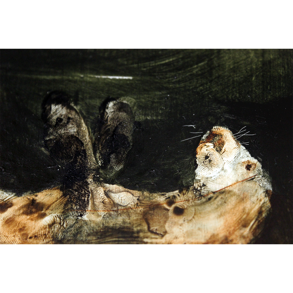 Sealion Study, 2023 - Garth Steeper - Original Oil Painting – Boyd ...