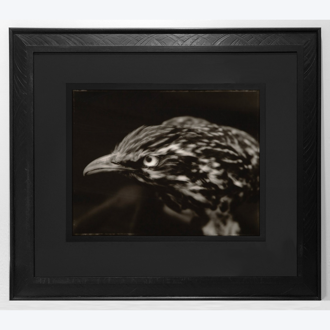 Koekoea / Long Tailed Cuckoo - Fiona Pardington- Boyd-Dunlop Gallery