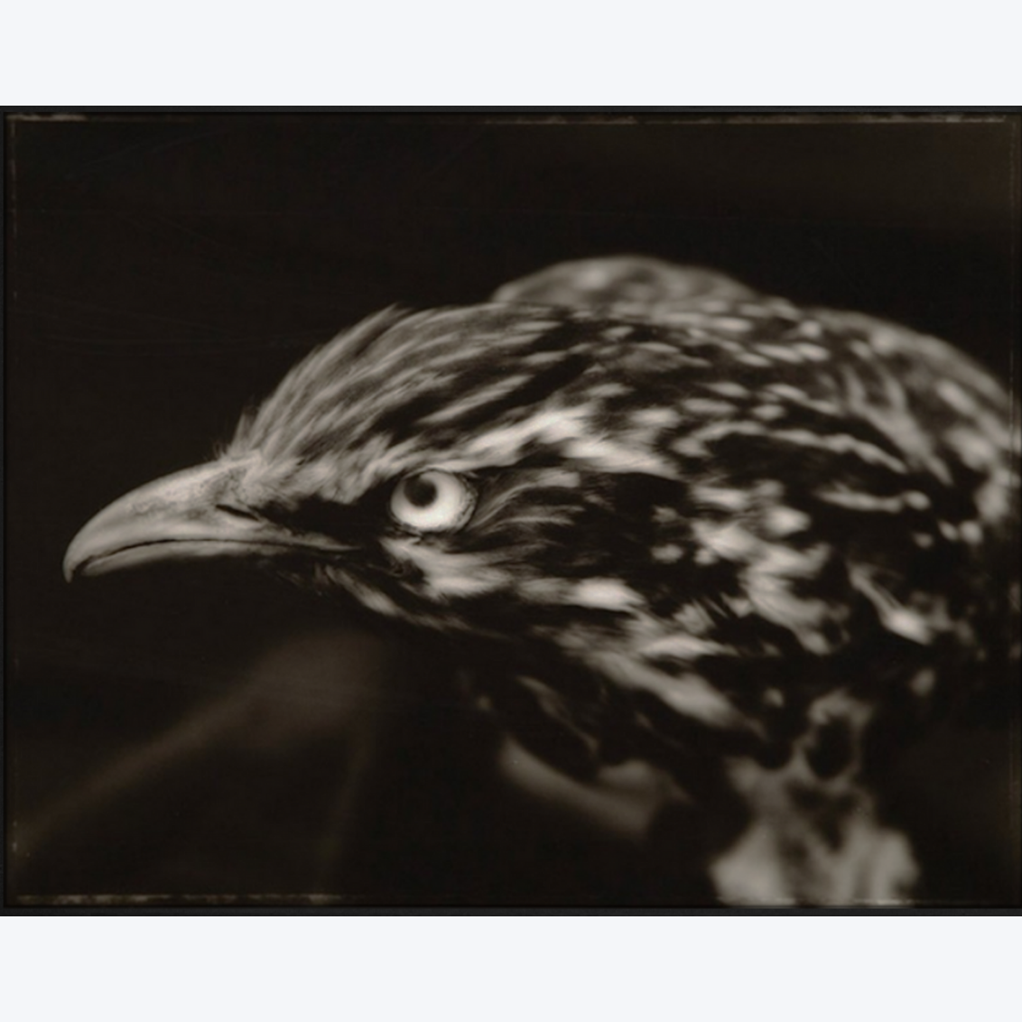 Koekoea / Long Tailed Cuckoo - Fiona Pardington- Boyd-Dunlop Gallery